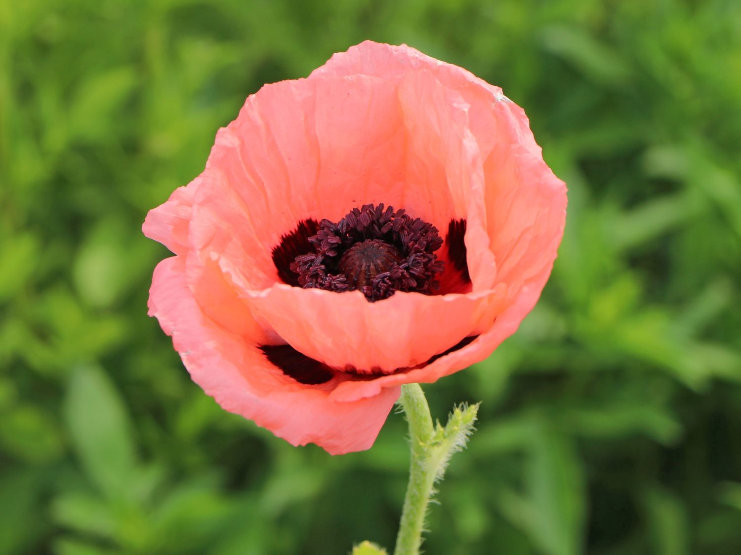 Orientalischer Mohn 'Princ. Victoria Louise' für Deinen Garten!