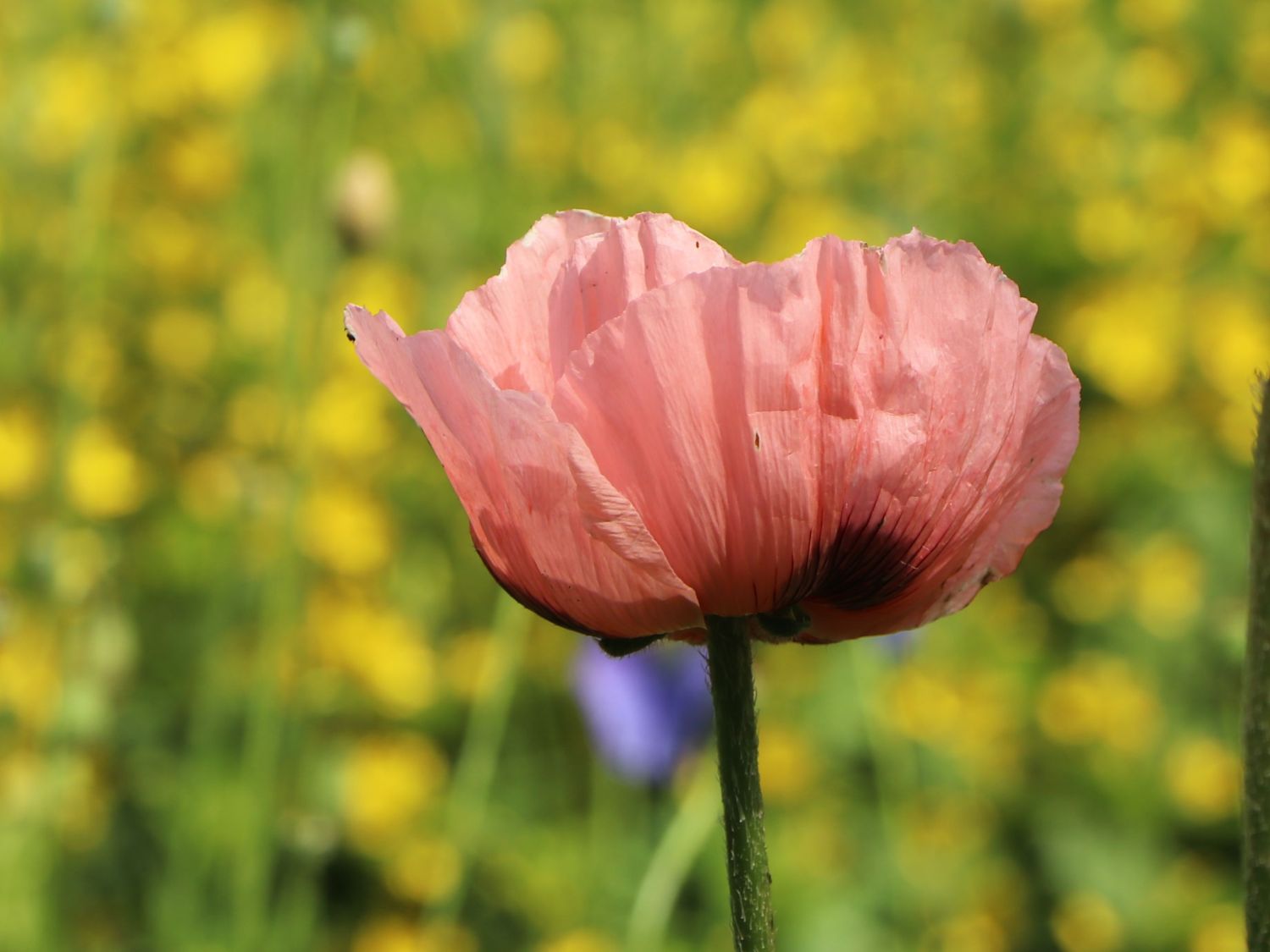 Orientalischer Mohn 'Princ. Victoria Louise' für Deinen Garten!