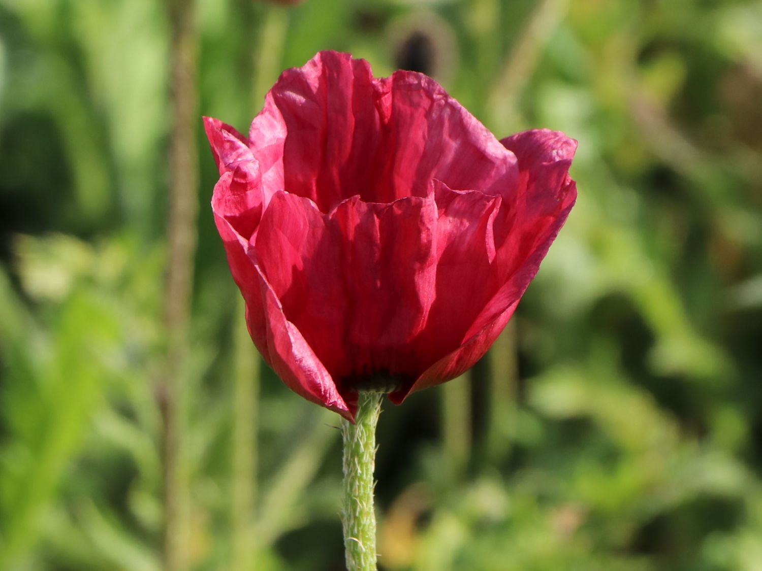 Orientalischer Mohn 'Royal Chocolate Distinction' - Info & Angebot