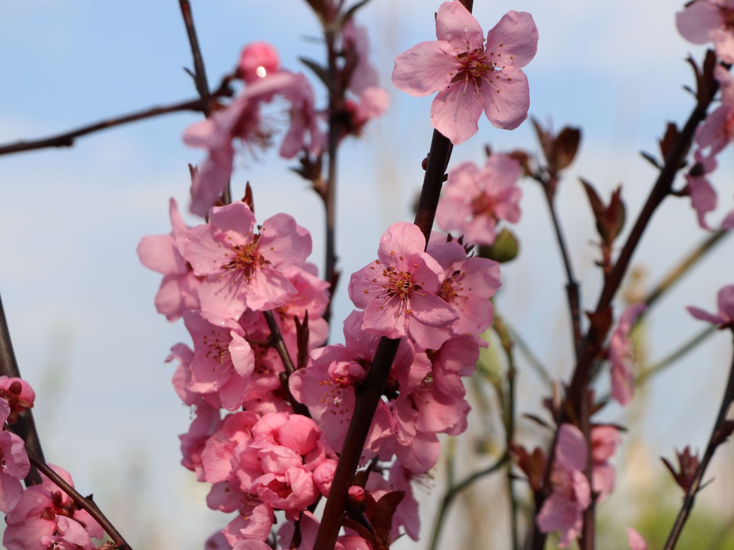Mandel-Pfirsich 'Spring Glow' - Prunus x amygdalopersica 'Spring Glow ...