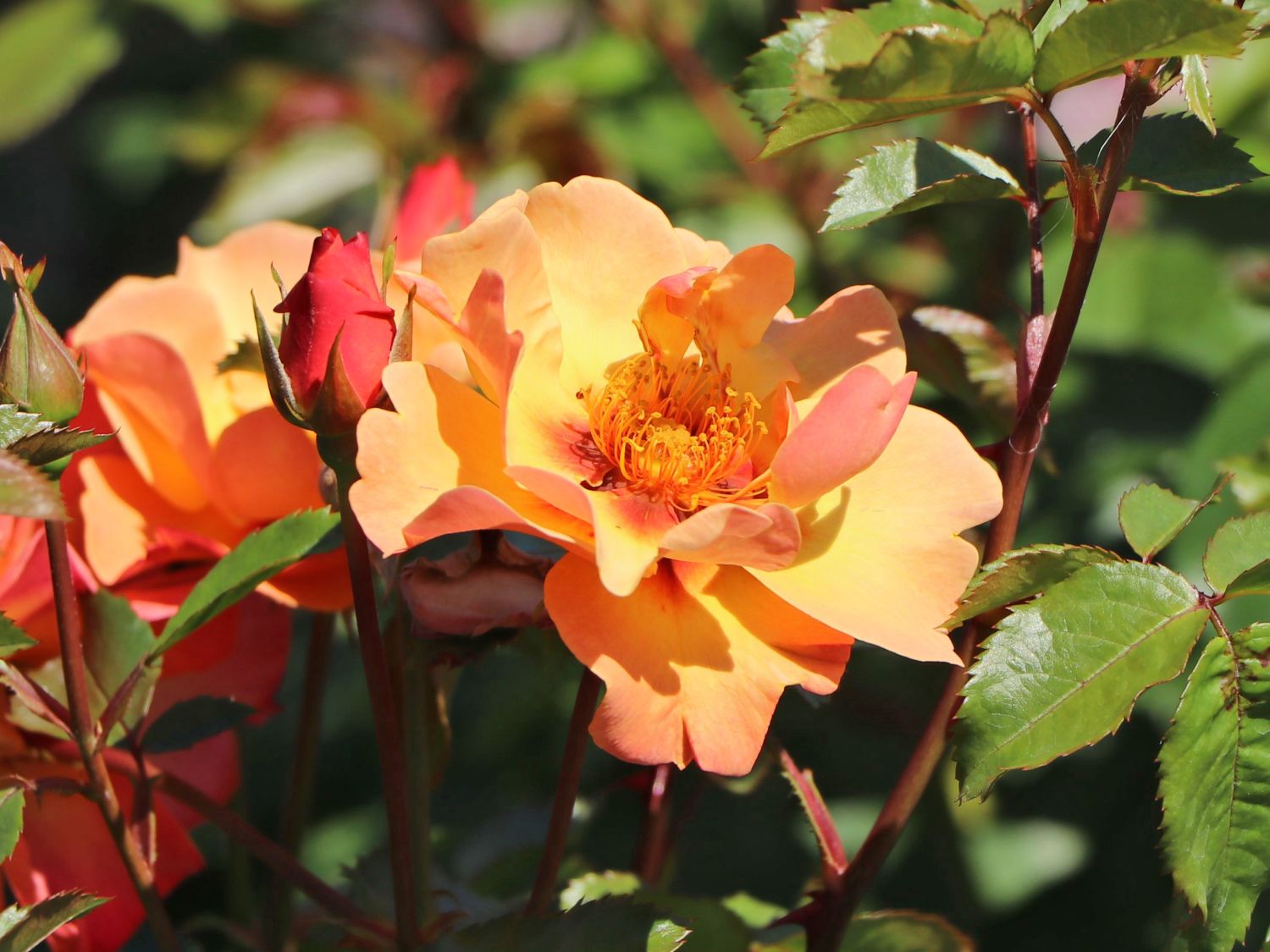 Persische Rose Hugs and Kisses ® 'Persian Sun' | Rosen-Wissen