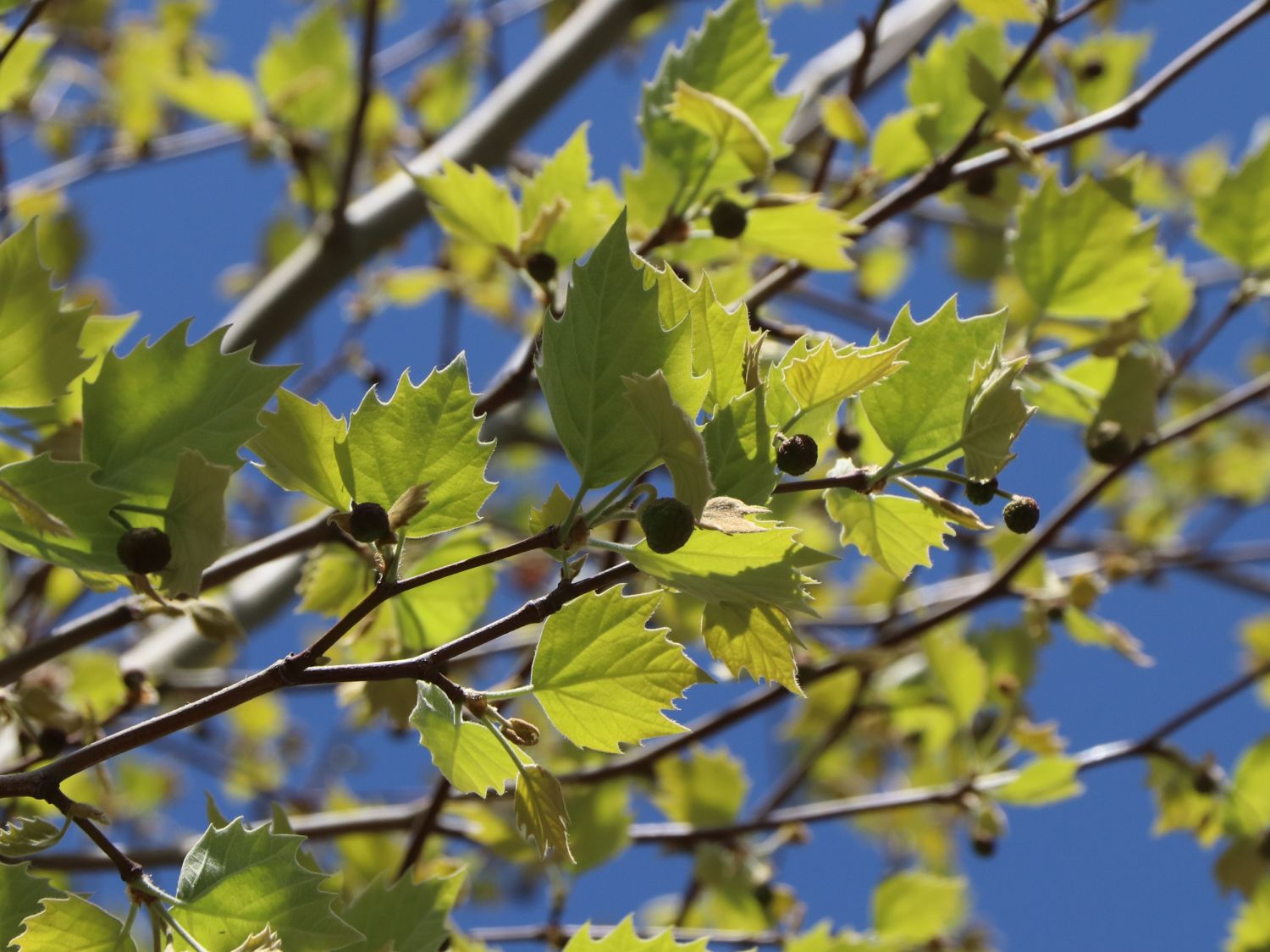 Platane - Platanus x hispanica - Baumschule Horstmann