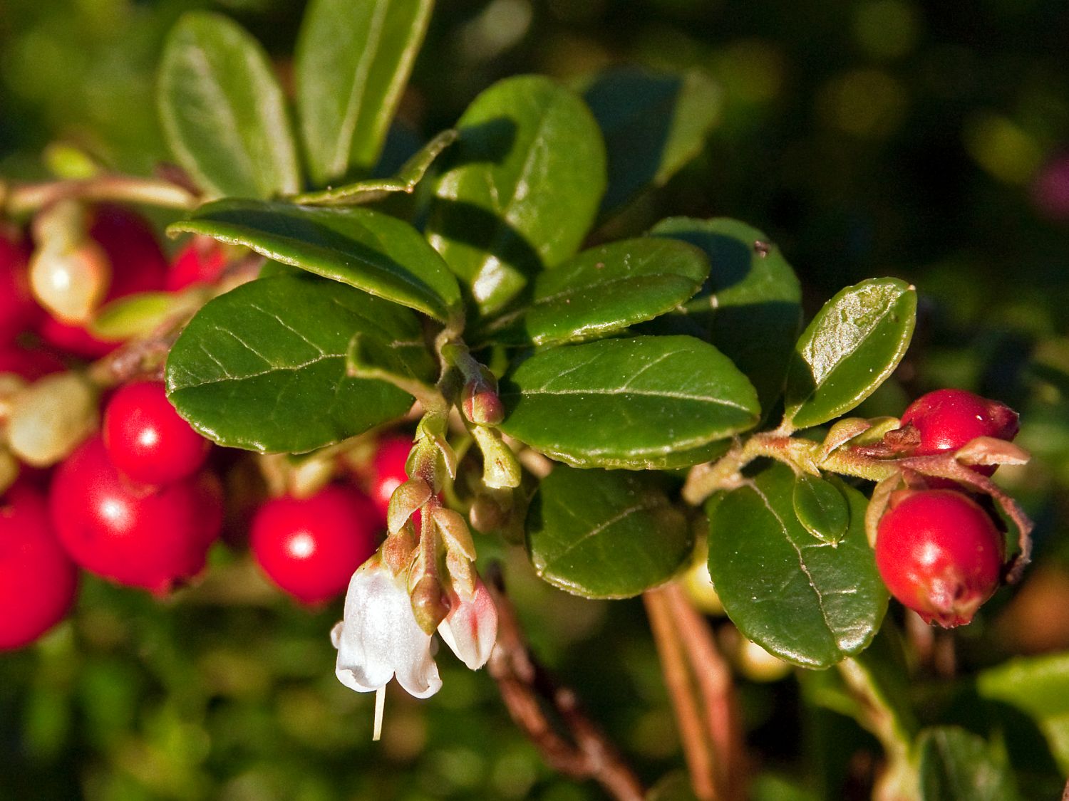 Preiselbeere - Vaccinium vitis-idaea - Baumschule Horstmann