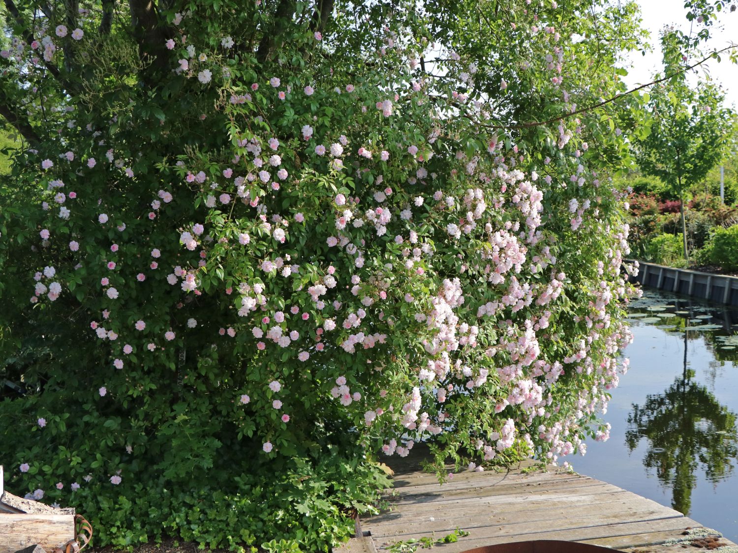 Ramblerrose 'Albertine' - Finde Deine neue Rose + Online Ratgeber