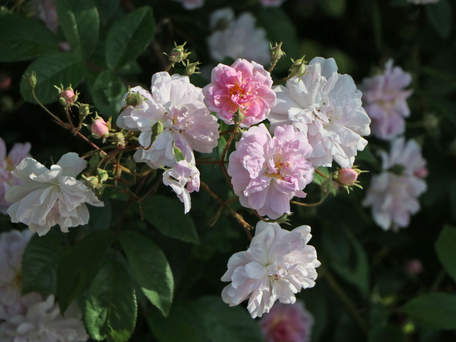 Ramblerrose 'Albertine' - Finde Deine neue Rose + Online Ratgeber