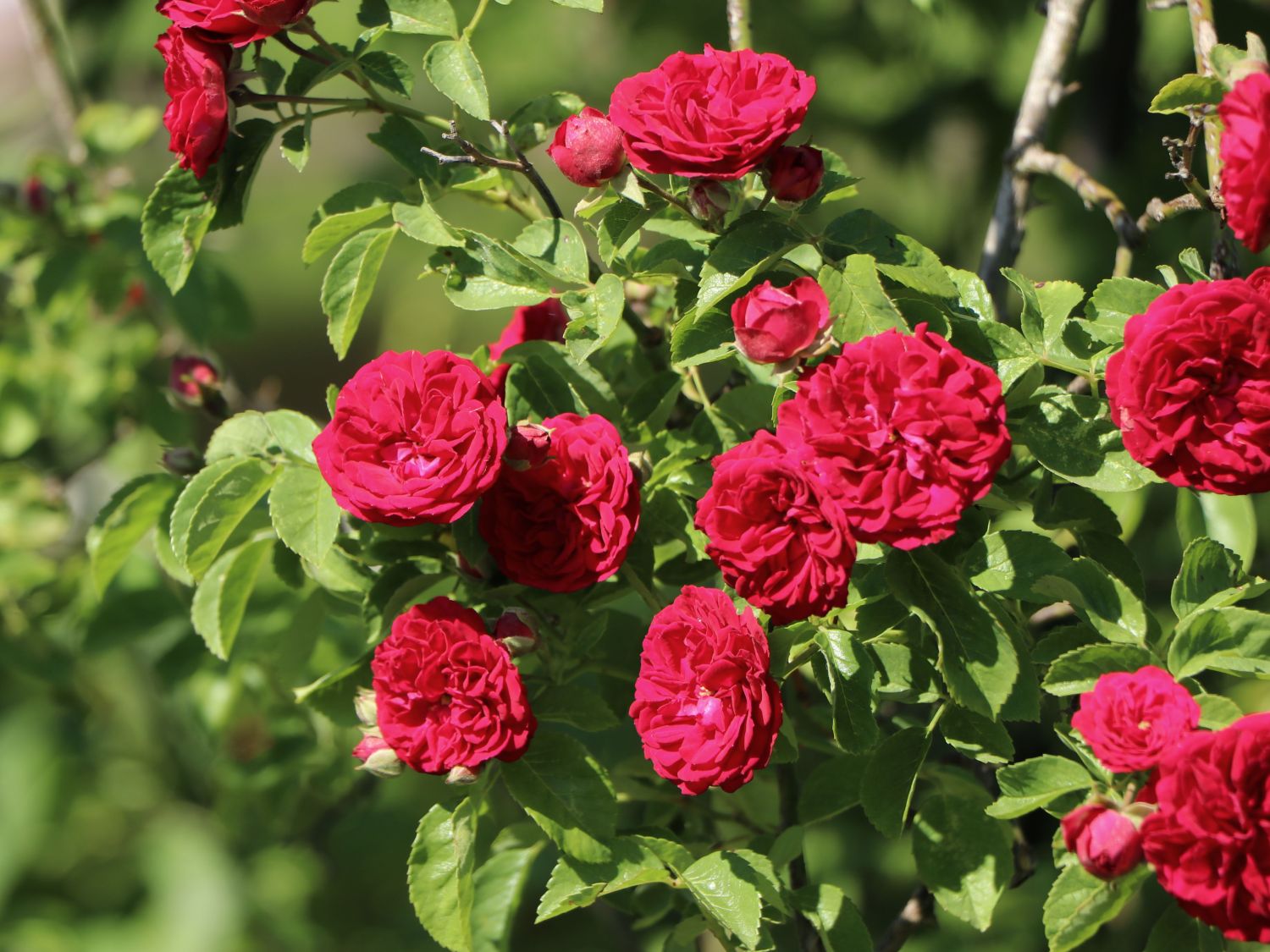 Ramblerrose 'Chevy Chase' - Schönste Rosen & Expertenwissen