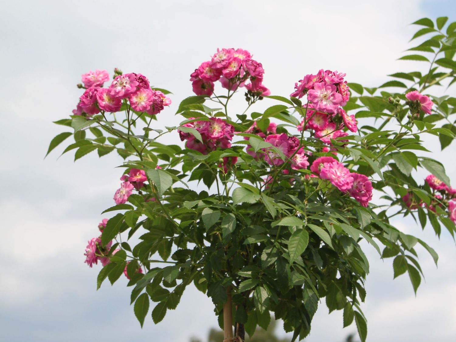 Ramblerrose 'Perennial Blue' - Schönste Rosen & Expertenwissen