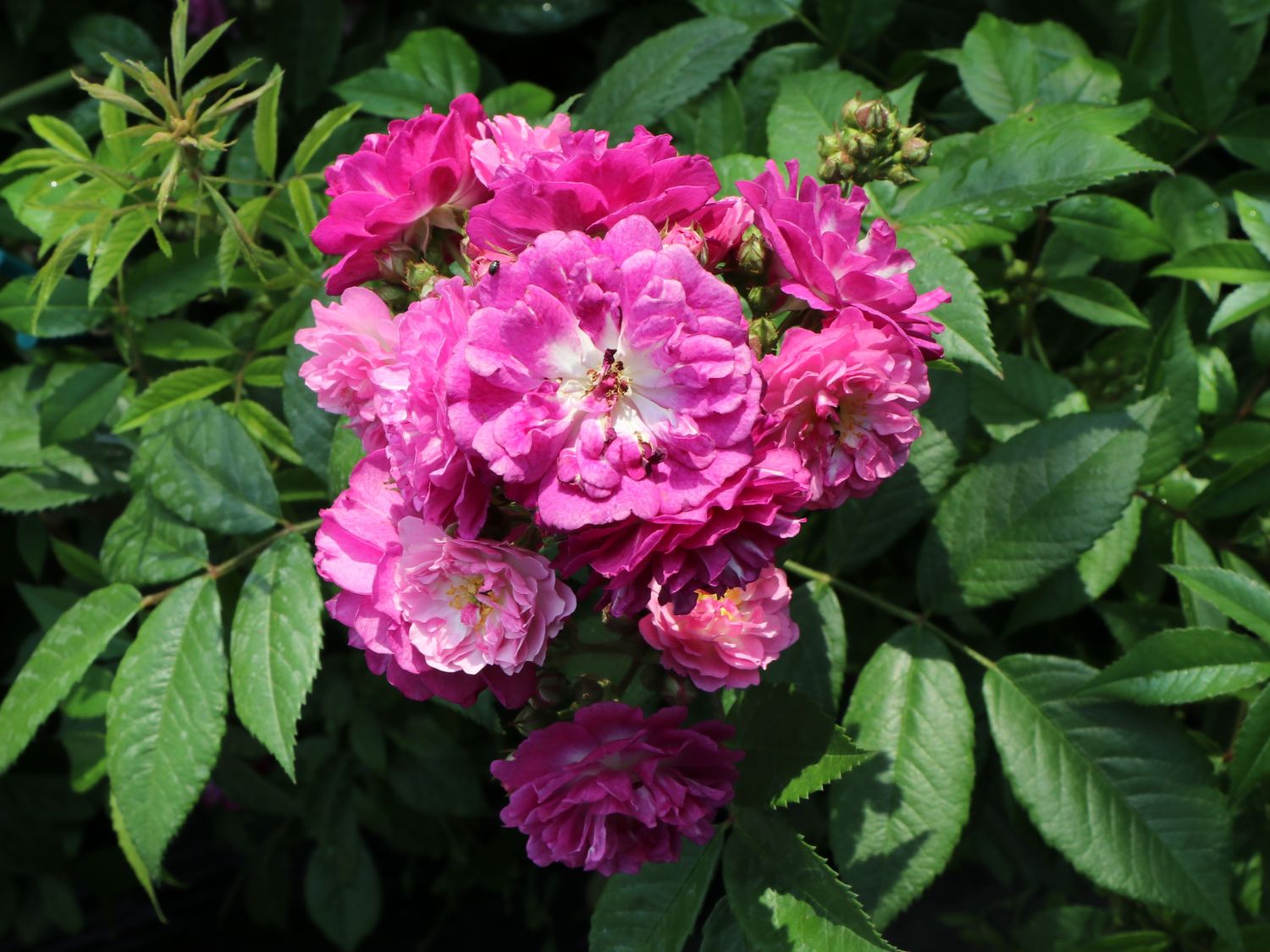 Ramblerrose 'Perennial Blue' - Schönste Rosen & Expertenwissen