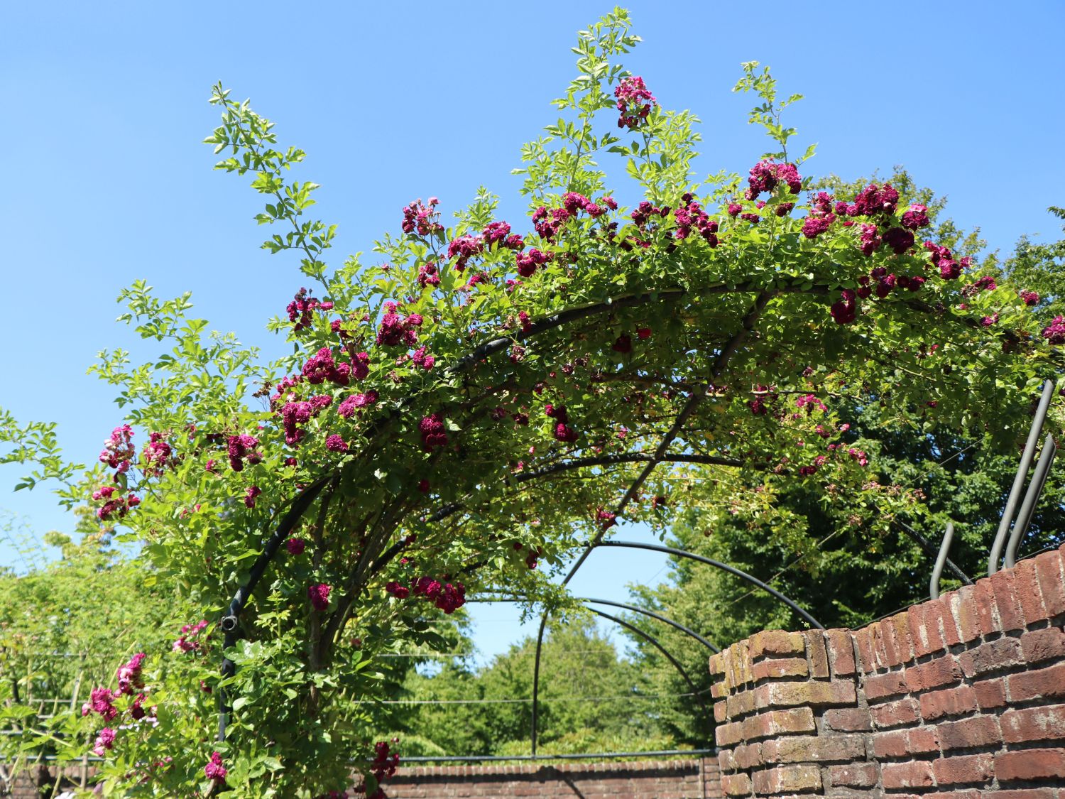 Ramblerrose 'Perennial Blue' - Schönste Rosen & Expertenwissen