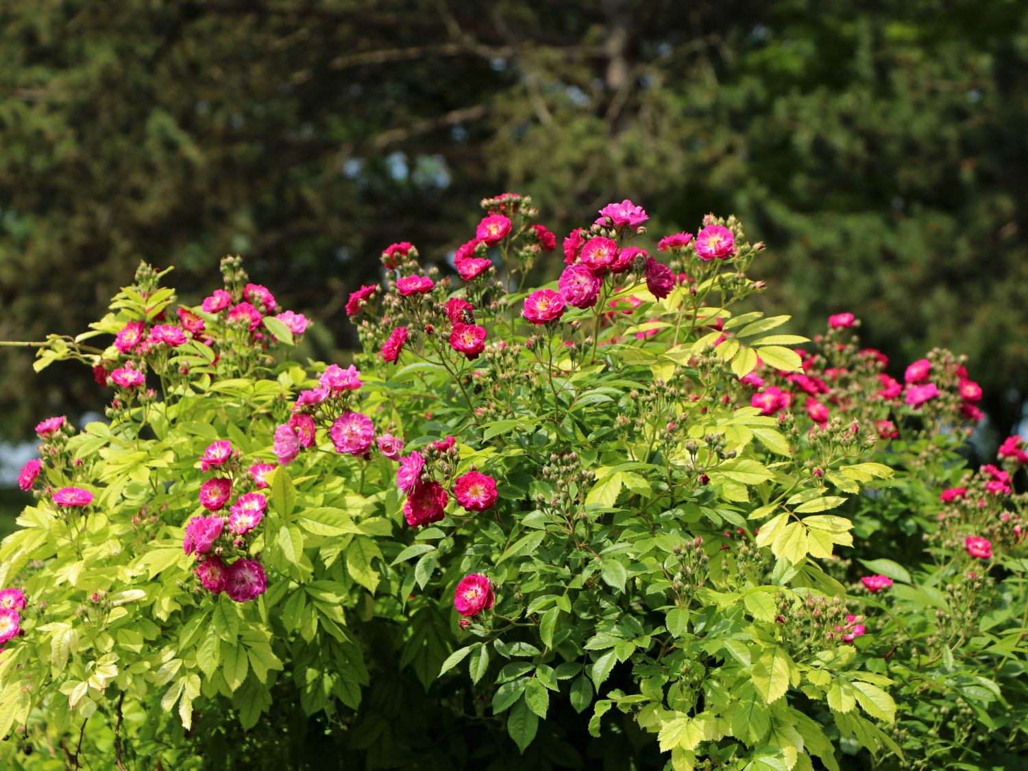 Ramblerrose 'Perennial Blue' - Schönste Rosen & Expertenwissen