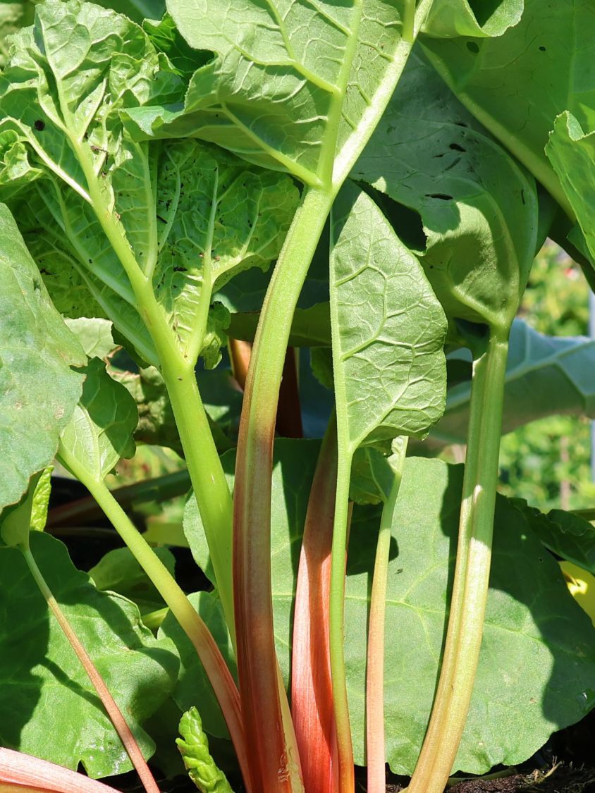 Rhabarber 'Livingstone' - Rheum rhabarbarum 'Livingstone' - Baumschule ...