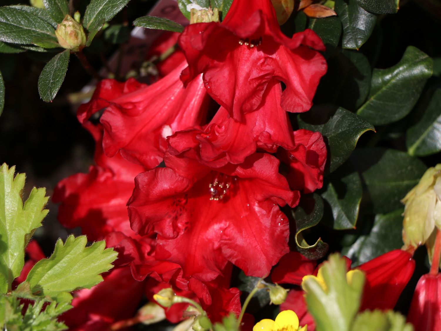 Rhododendron 'Baden-Baden' - Rhododendron repens 'Baden-Baden ...
