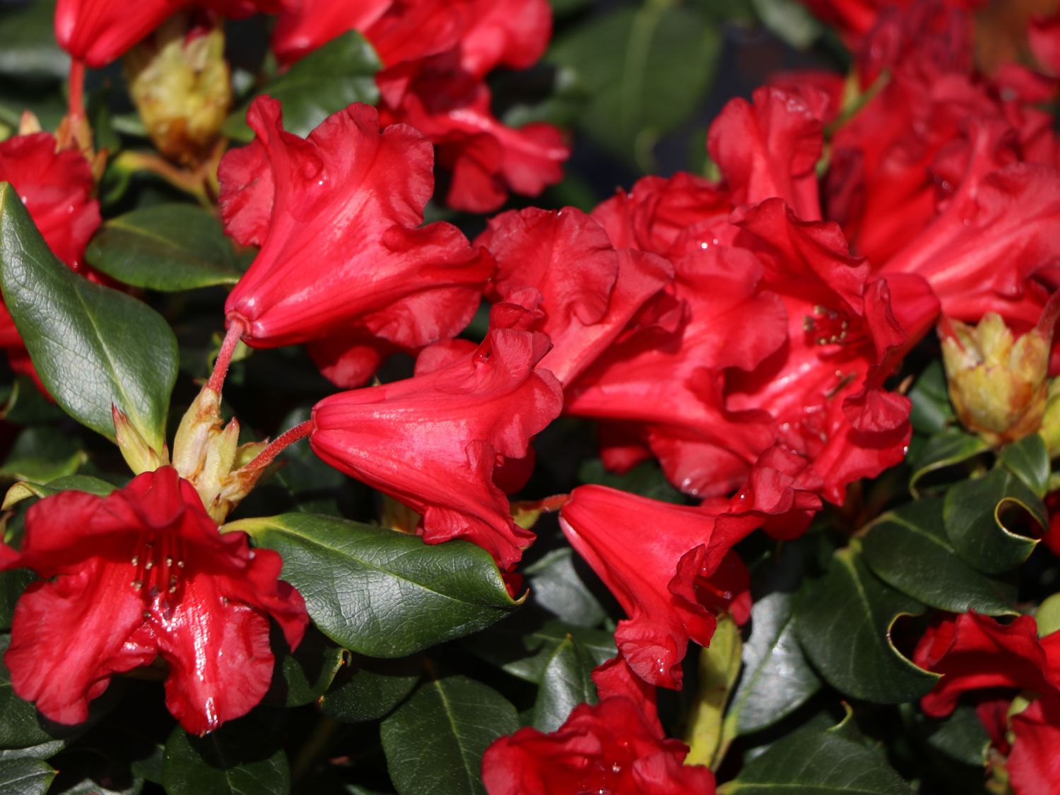 Rhododendron 'Baden-Baden' - Rhododendron repens 'Baden-Baden ...