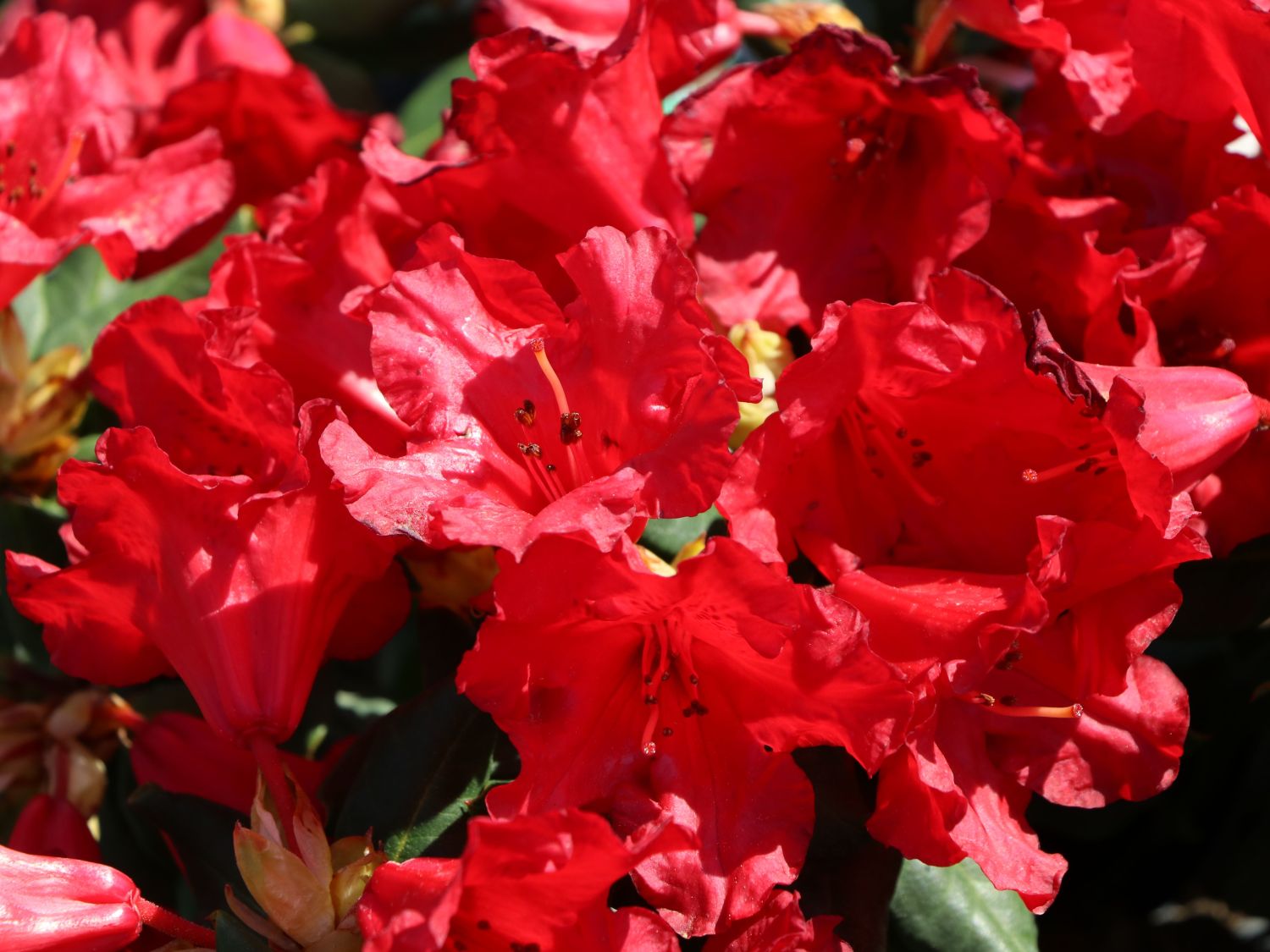 Rhododendron 'Baden-Baden' - Rhododendron repens 'Baden-Baden ...
