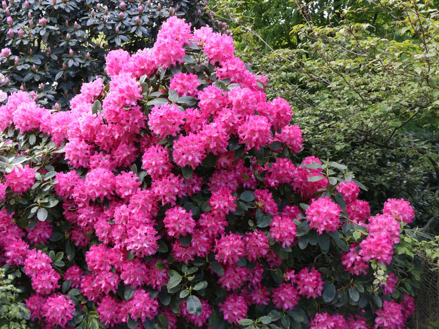 Rhododendron 'Canberra' - Rhododendron Hybride 'Canberra' - Baumschule ...