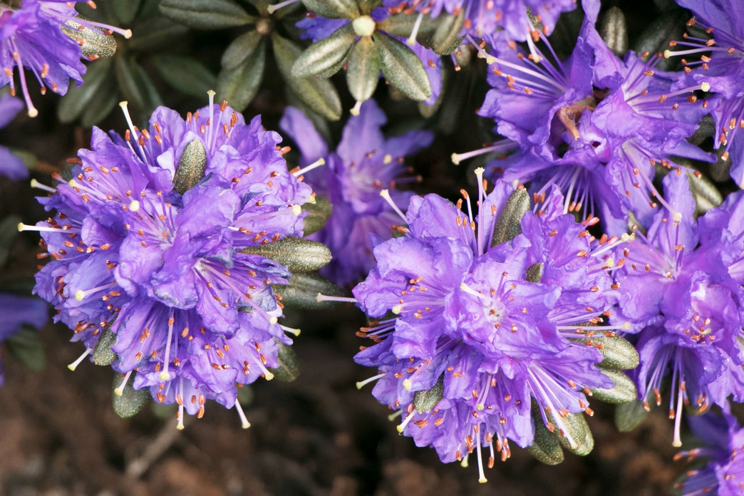 Rhododendron 'Compactum' - Rhododendron russatum 'Compactum ...