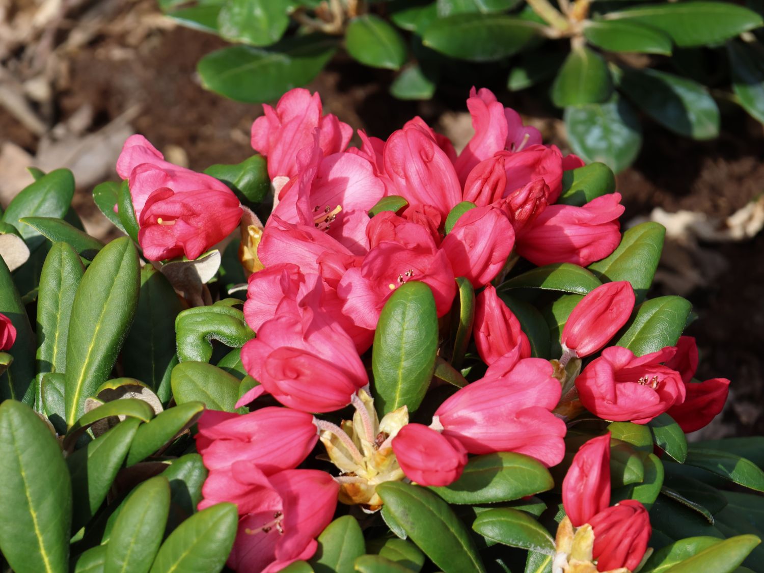 Rhododendron 'Debbie Dane' - Rhododendron yakushimanum 'Debbie Dane ...