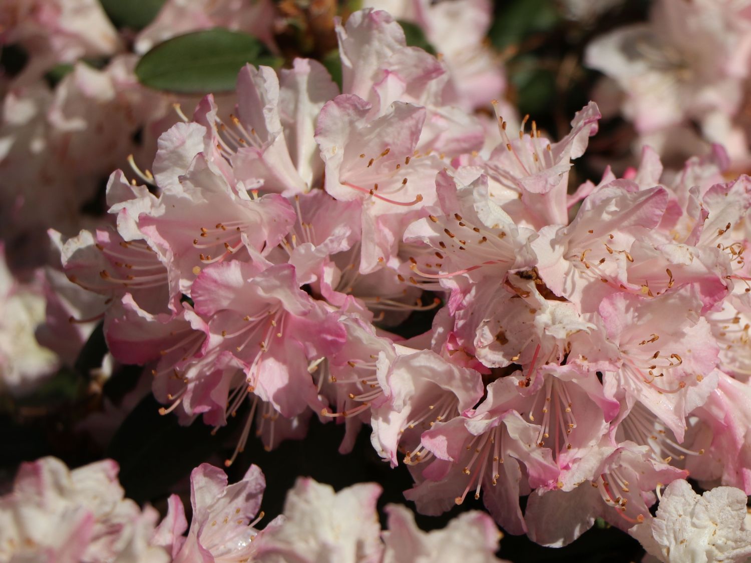 Rhododendron 'Ginny Gee' - Rhododendron keiskei 'Ginny Gee ...
