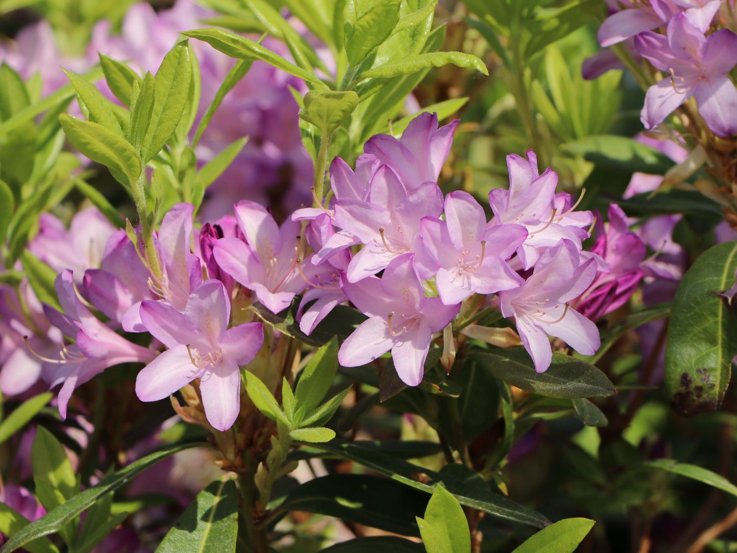 Rhododendron 'Govenianum' - Rhododendron 'Govenianum' (Azaleodendron ...