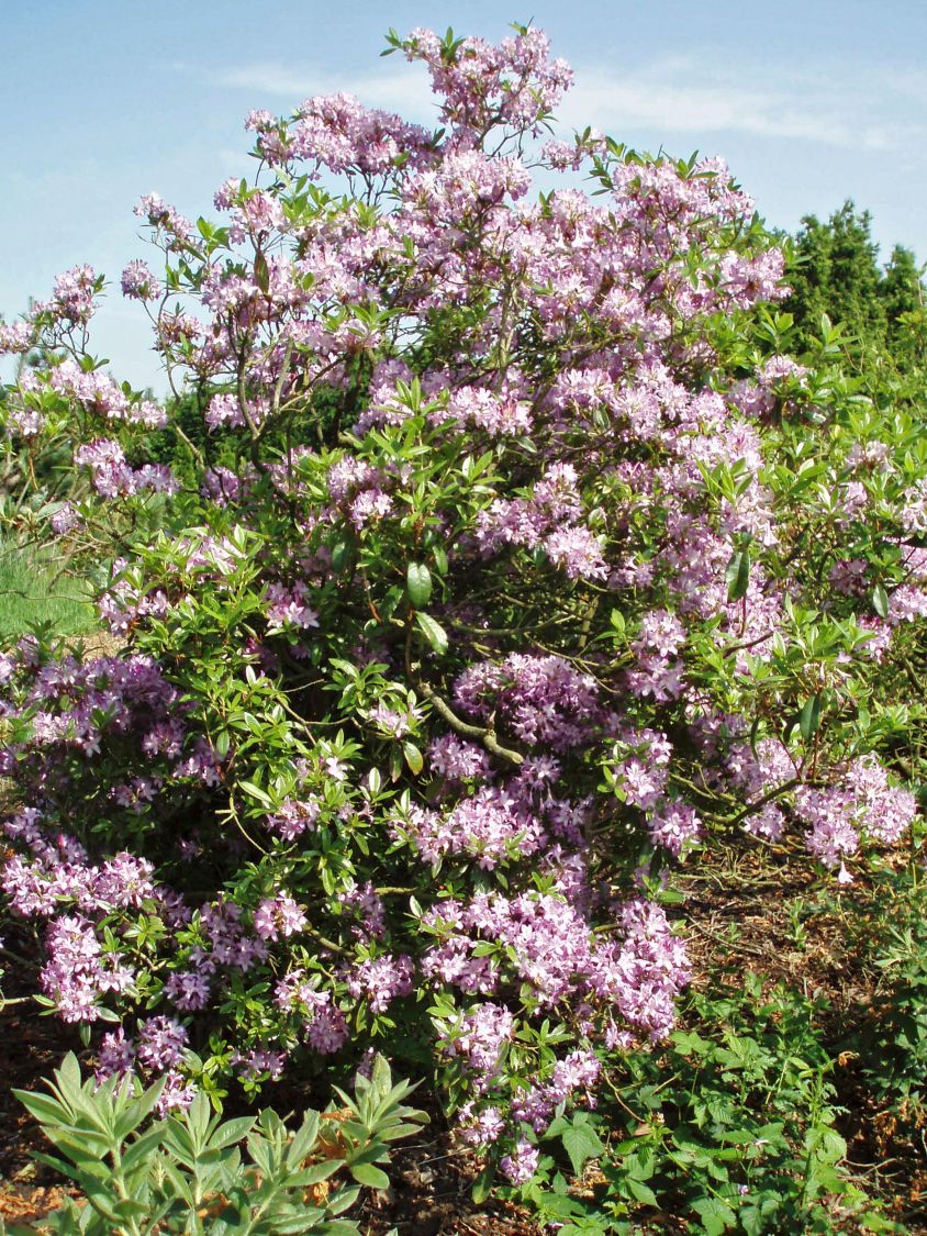 Rhododendron 'Govenianum' - Rhododendron 'Govenianum' (Azaleodendron ...