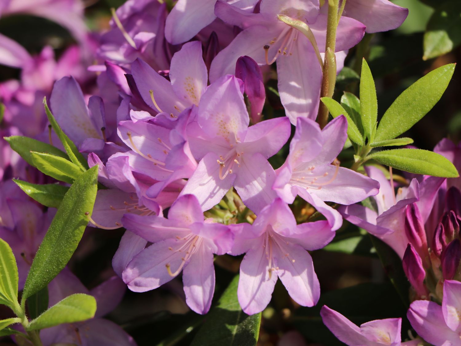 Rhododendron 'Govenianum' - Rhododendron 'Govenianum' (Azaleodendron ...