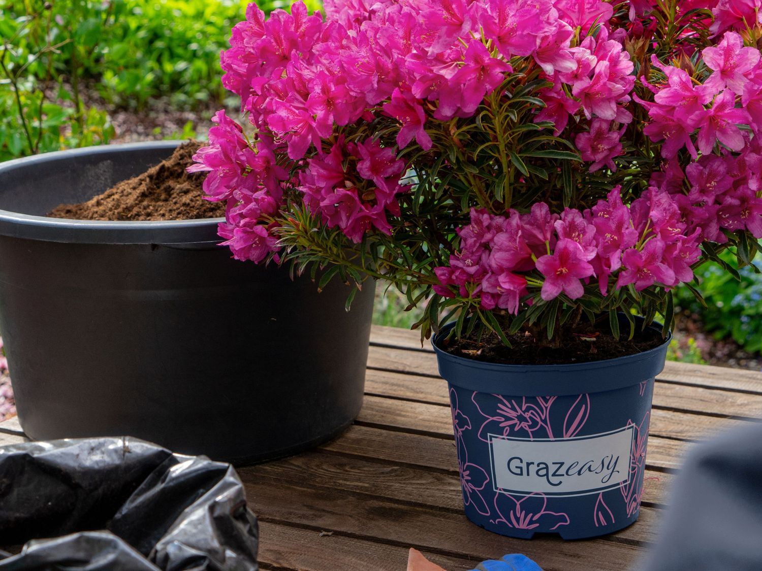 Rhododendron Grazeasy ® 'Dark Pink' - Rhododendron ponticum Grazeasy ...