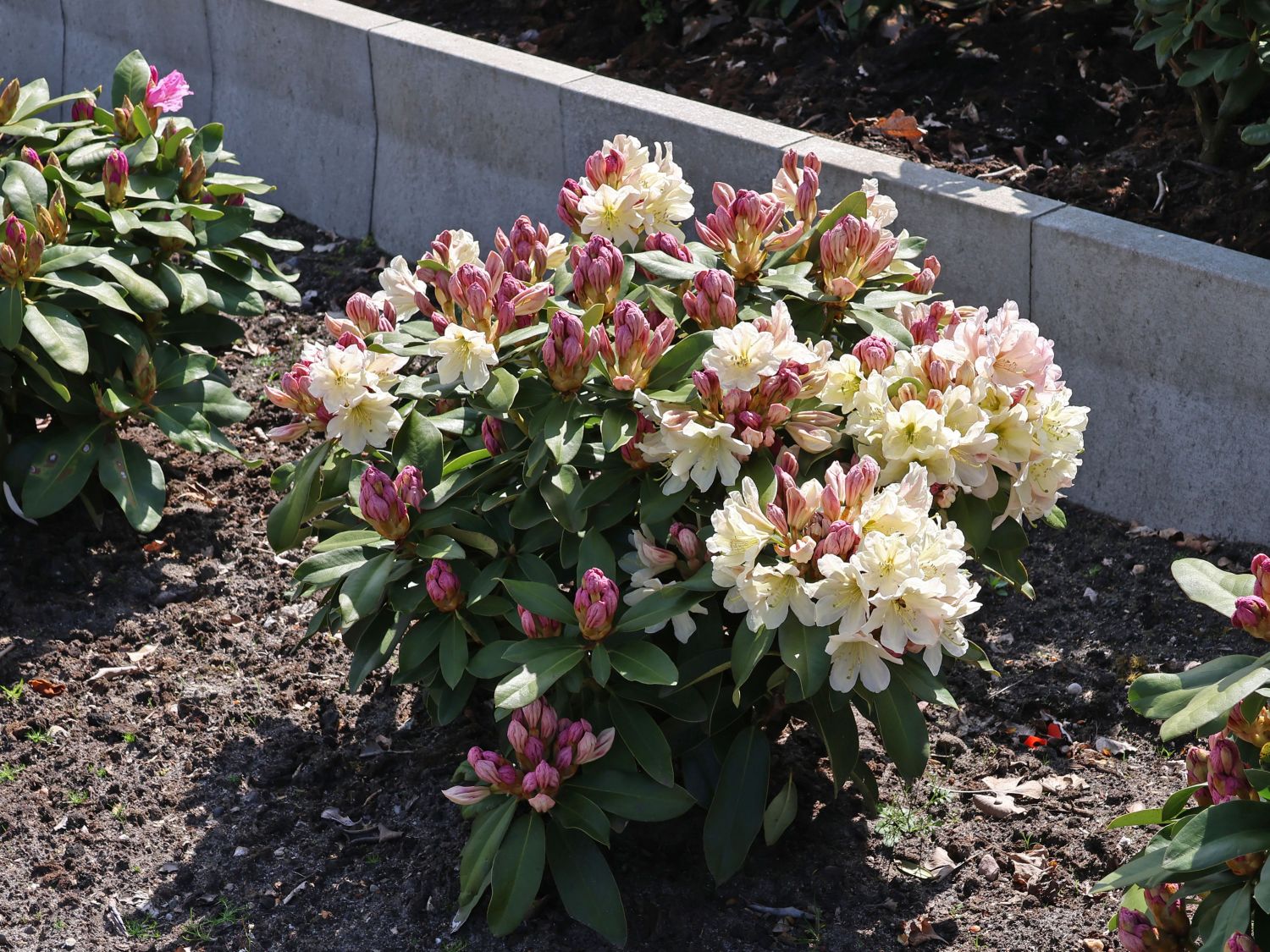 Rhododendron INKARHO ® 'Dufthecke' (Gelb) - Rhododendron Hybride ...