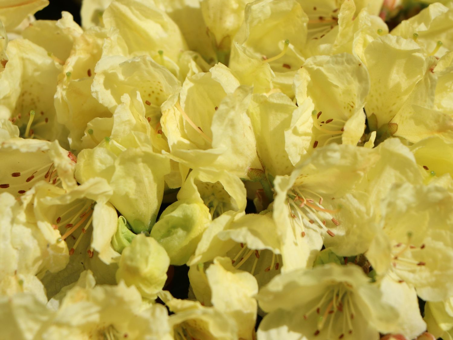 Rhododendron ludlowii 'Wren' - Rhododendron ludlowii 'Wren ...