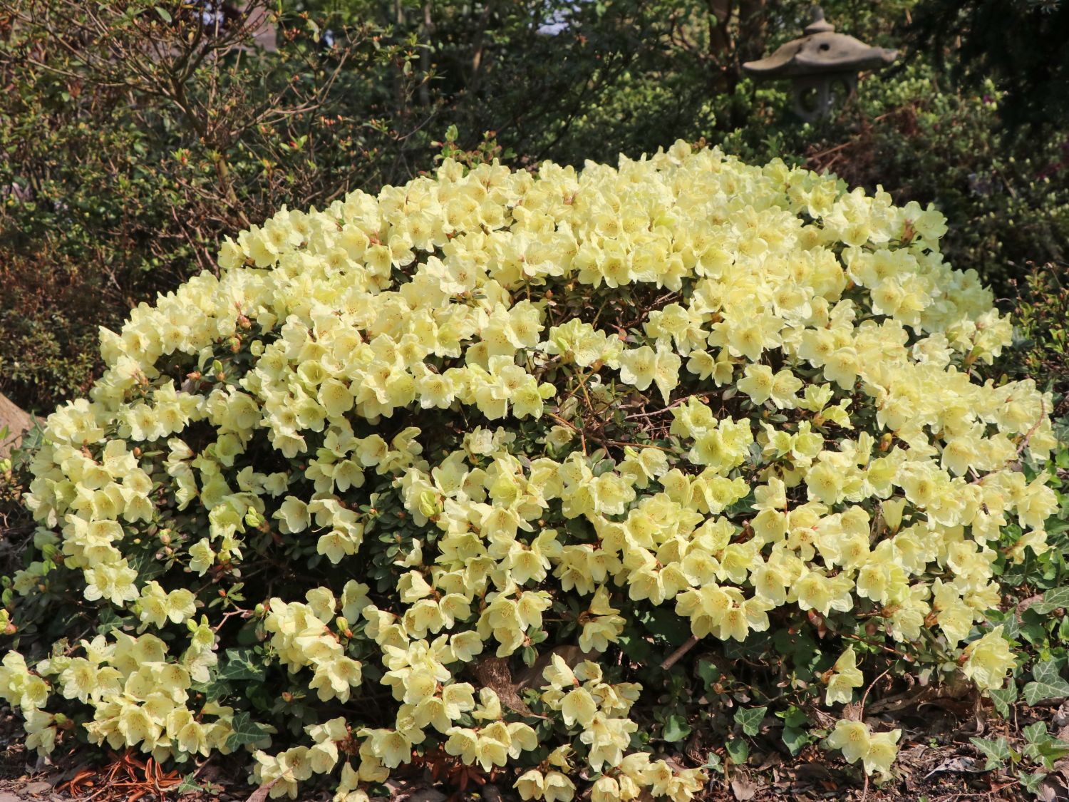 Rhododendron ludlowii 'Wren' - Rhododendron ludlowii 'Wren ...