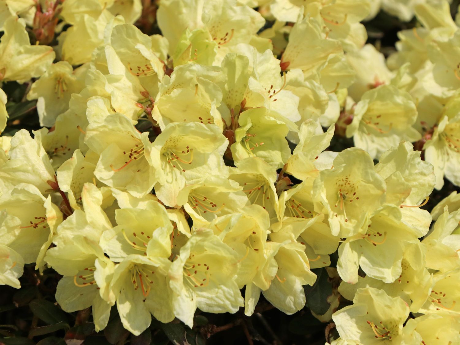 Rhododendron ludlowii 'Wren' - Rhododendron ludlowii 'Wren ...