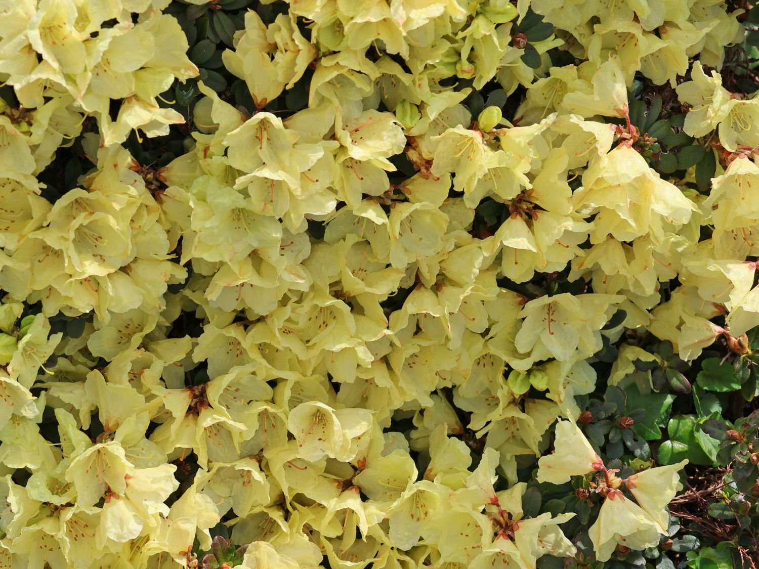 Rhododendron ludlowii 'Wren' - Rhododendron ludlowii 'Wren ...