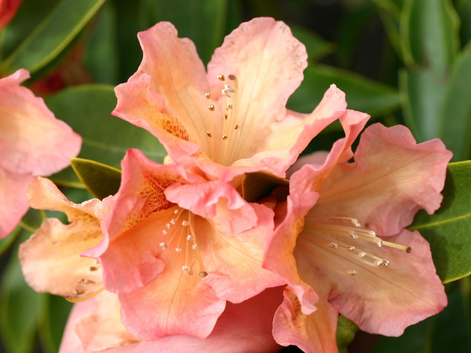 Rhododendron 'Olga' - Rhododendron Hybride 'Olga' - Baumschule Horstmann