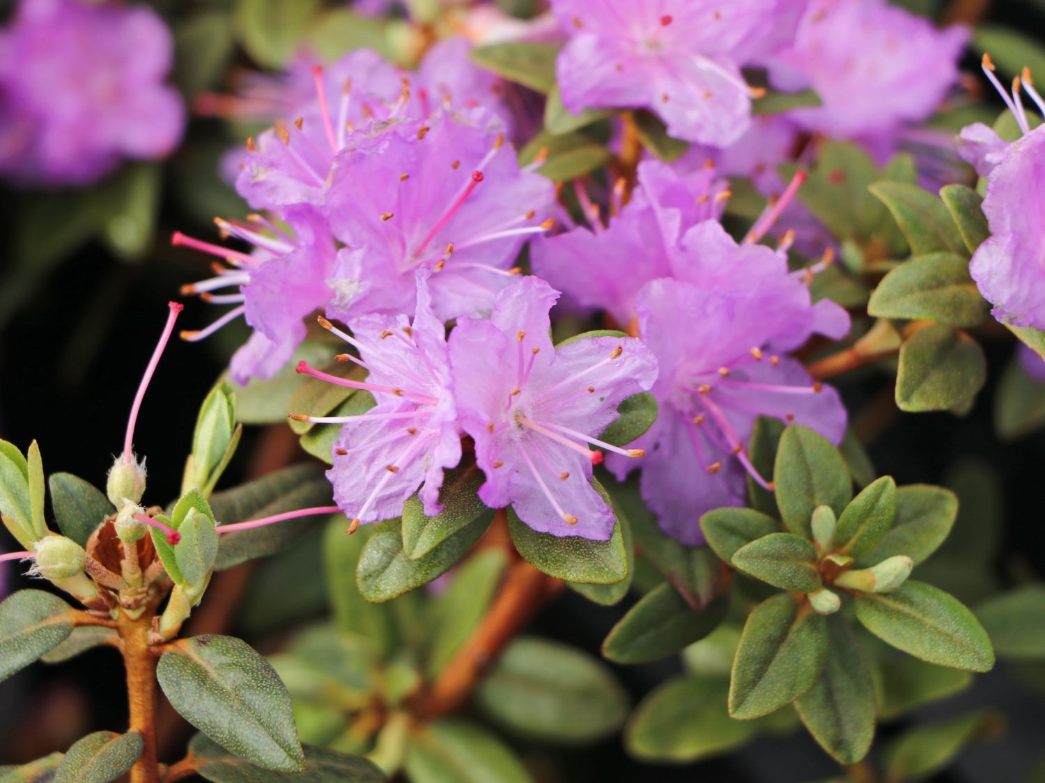 Rhododendron 'Ramapo' - Rhododendron impeditum 'Ramapo' - Baumschule ...