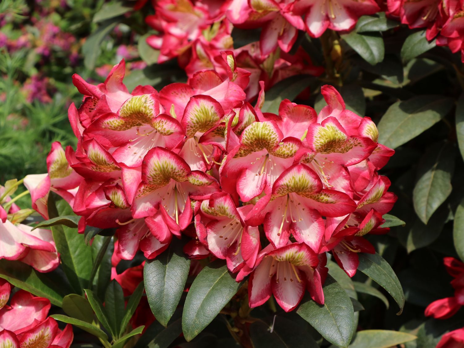 Rhododendron 'Raphaela' - Rhododendron Hybride 'Raphaela' - Baumschule ...