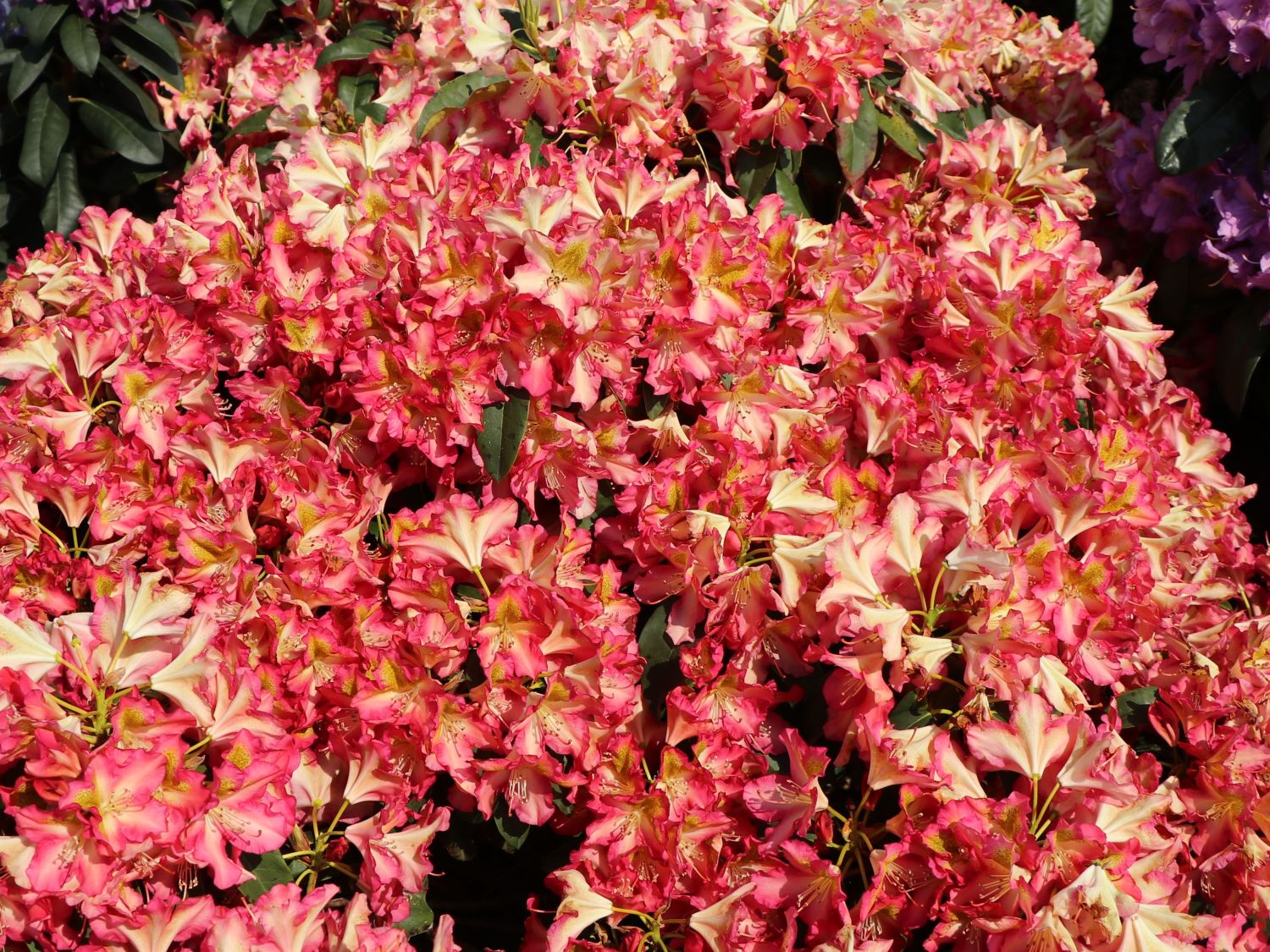 Rhododendron 'Raphaela' - Rhododendron Hybride 'Raphaela' - Baumschule ...