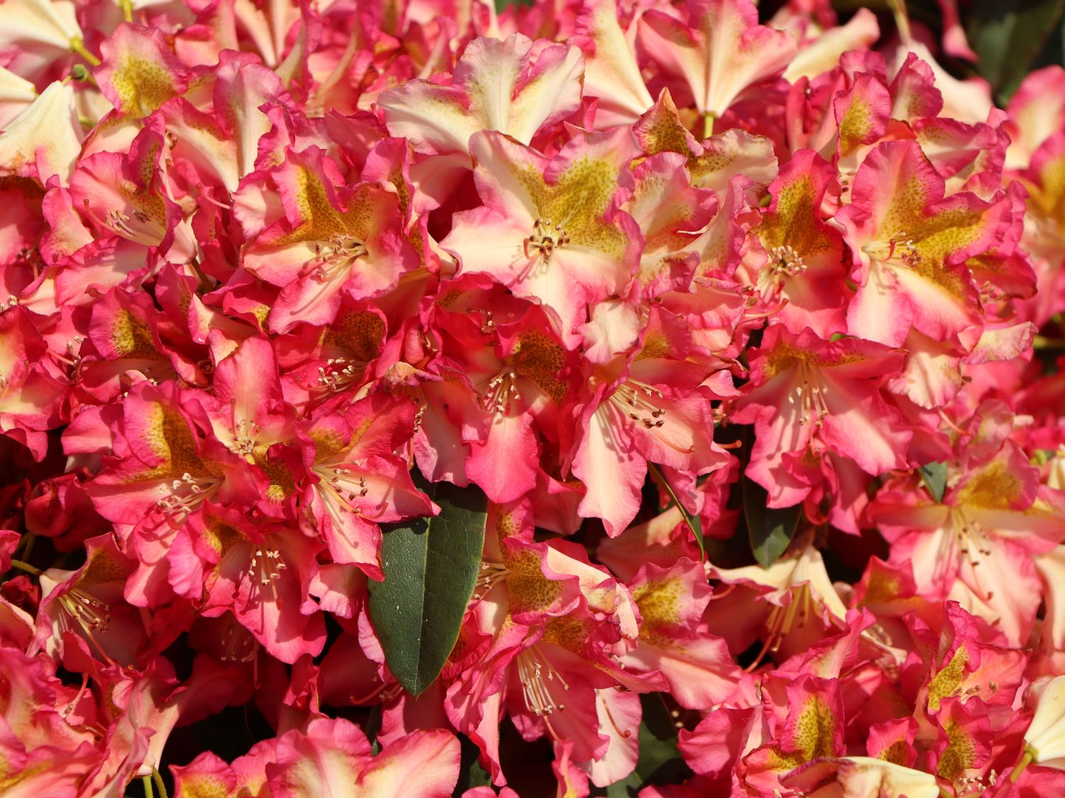 Rhododendron 'Raphaela' - Rhododendron Hybride 'Raphaela' - Baumschule ...