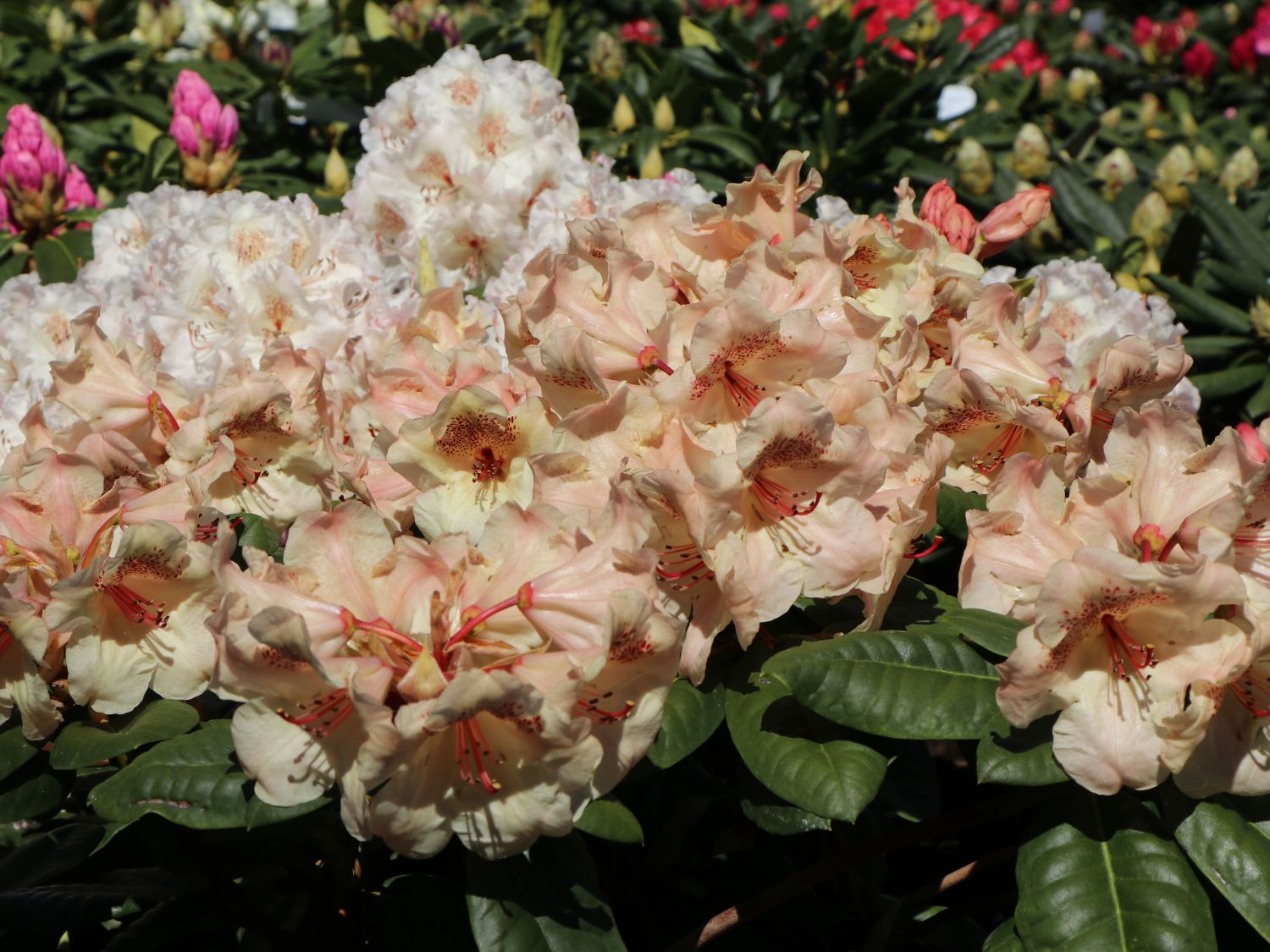 Rhododendron 'Viscy' - Rhododendron Hybride 'Viscy' - Baumschule Horstmann