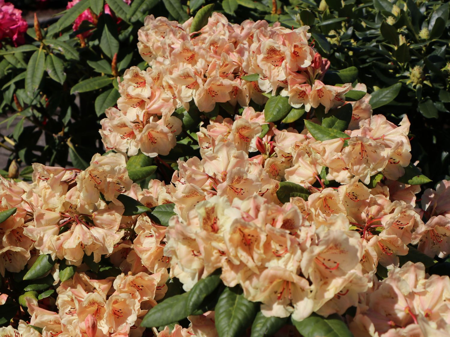 Rhododendron 'Viscy' - Rhododendron Hybride 'Viscy' - Baumschule Horstmann