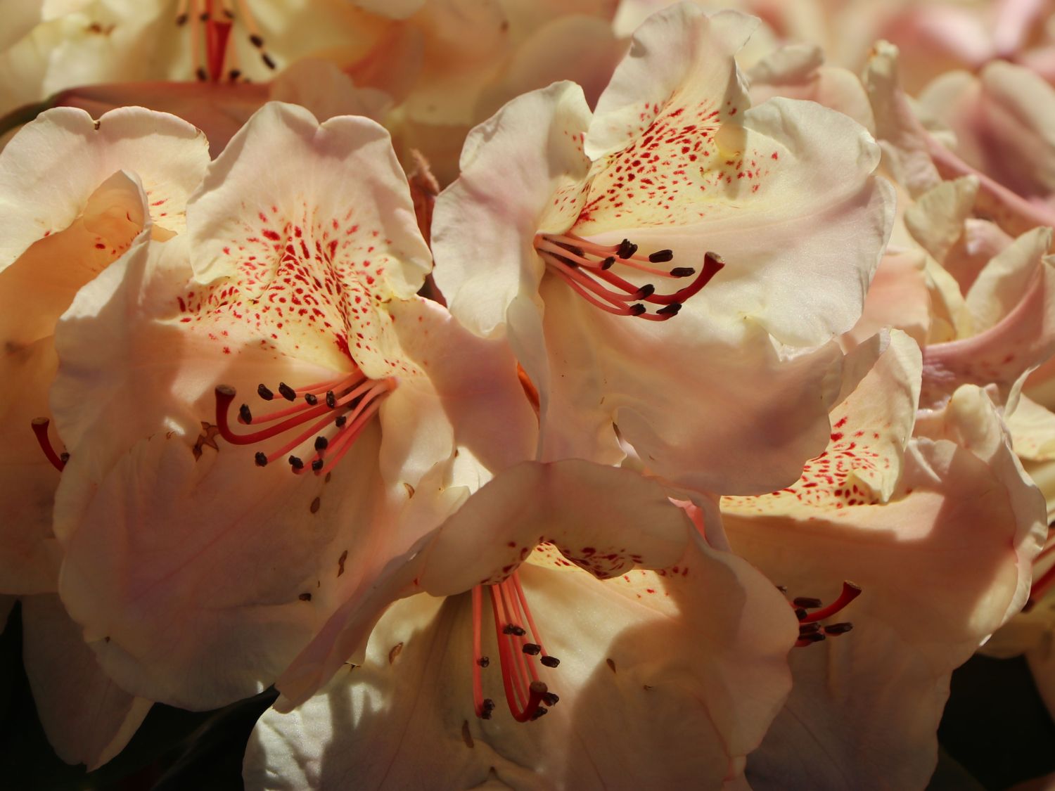Rhododendron 'Viscy' - Rhododendron Hybride 'Viscy' - Baumschule Horstmann