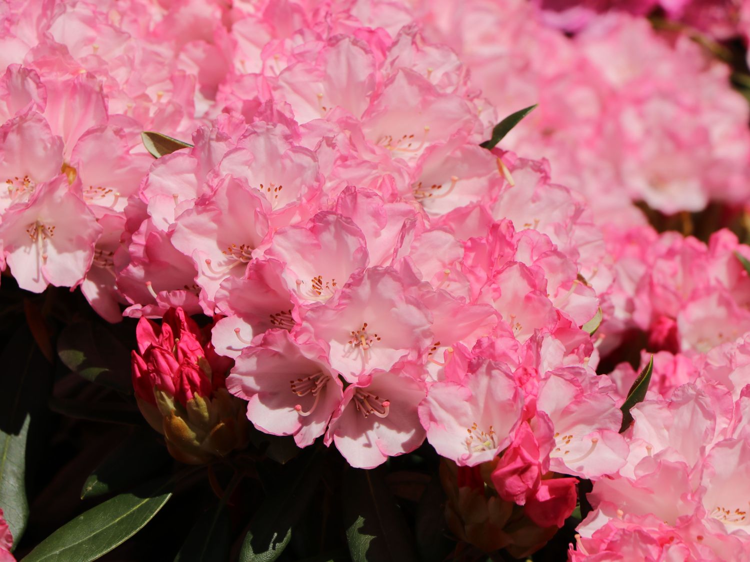 Rhododendron 'Yaku Sunrise' - Rhododendron yakushimanum 'Yaku Sunrise ...