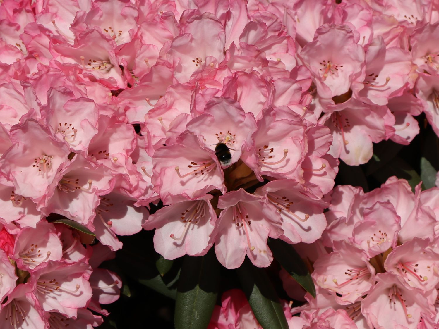 Rhododendron 'Yaku Sunrise' - Rhododendron yakushimanum 'Yaku Sunrise ...