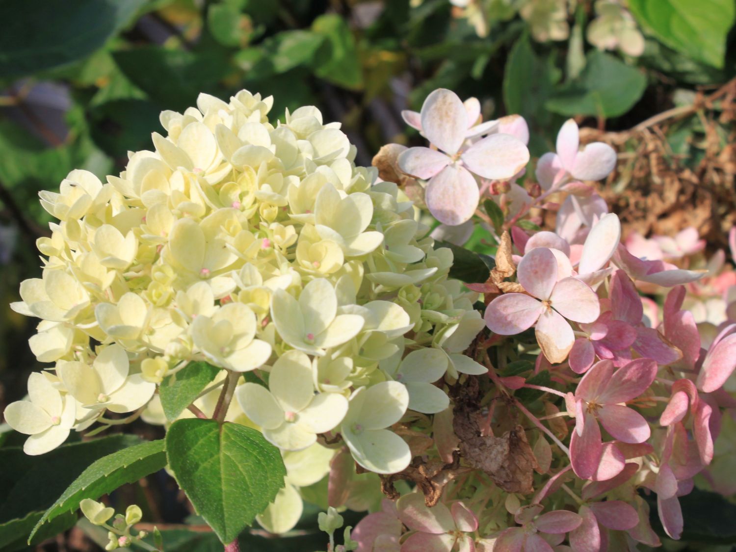 Rispenhortensie 'Bombshell' ® - Hydrangea paniculata 'Bombshell ...
