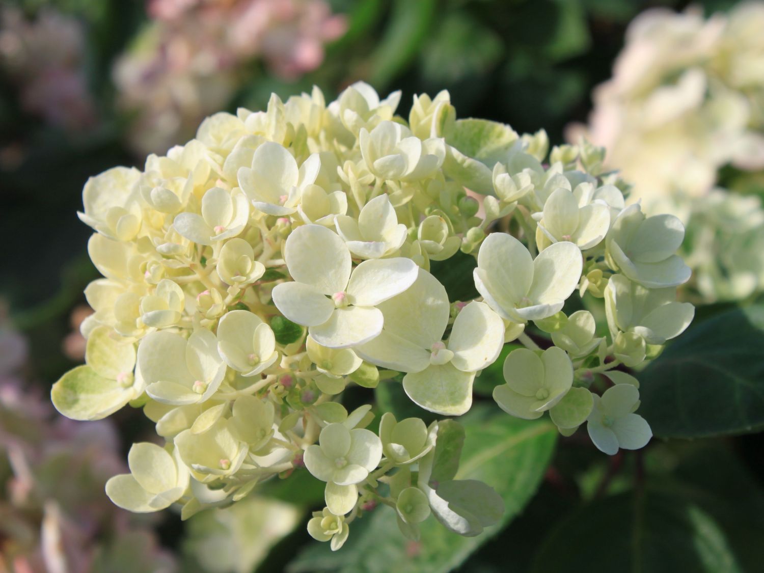 Rispenhortensie 'Bombshell' ® - Hydrangea paniculata 'Bombshell ...