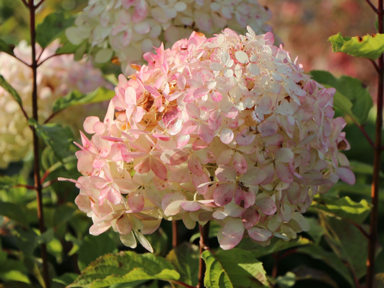 Rispenhortensie 'Bombshell' ® - Hydrangea paniculata 'Bombshell ...
