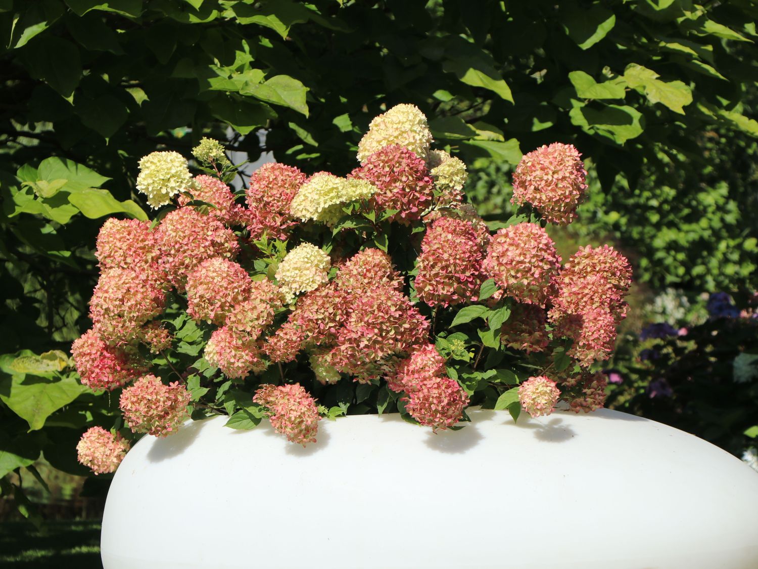 Rispenhortensie 'Bombshell' ® - Hydrangea paniculata 'Bombshell ...
