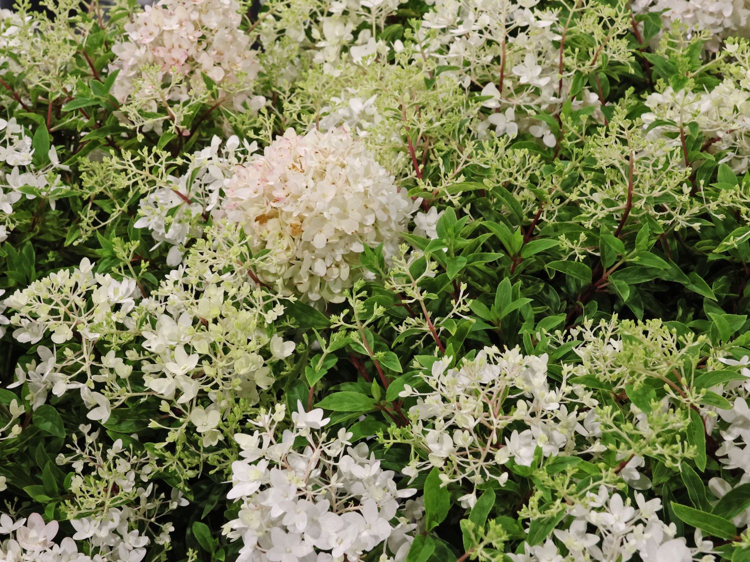 Rispenhortensie GROUNDBREAKER ® 'Blush' - Hydrangea paniculata ...