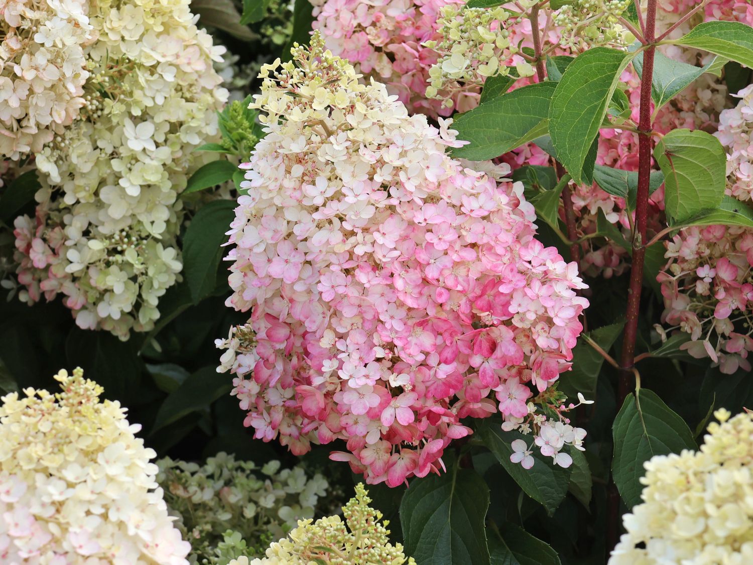 Rispenhortensie 'Living Pinky Promise' ® - Hydrangea paniculata 'Living ...