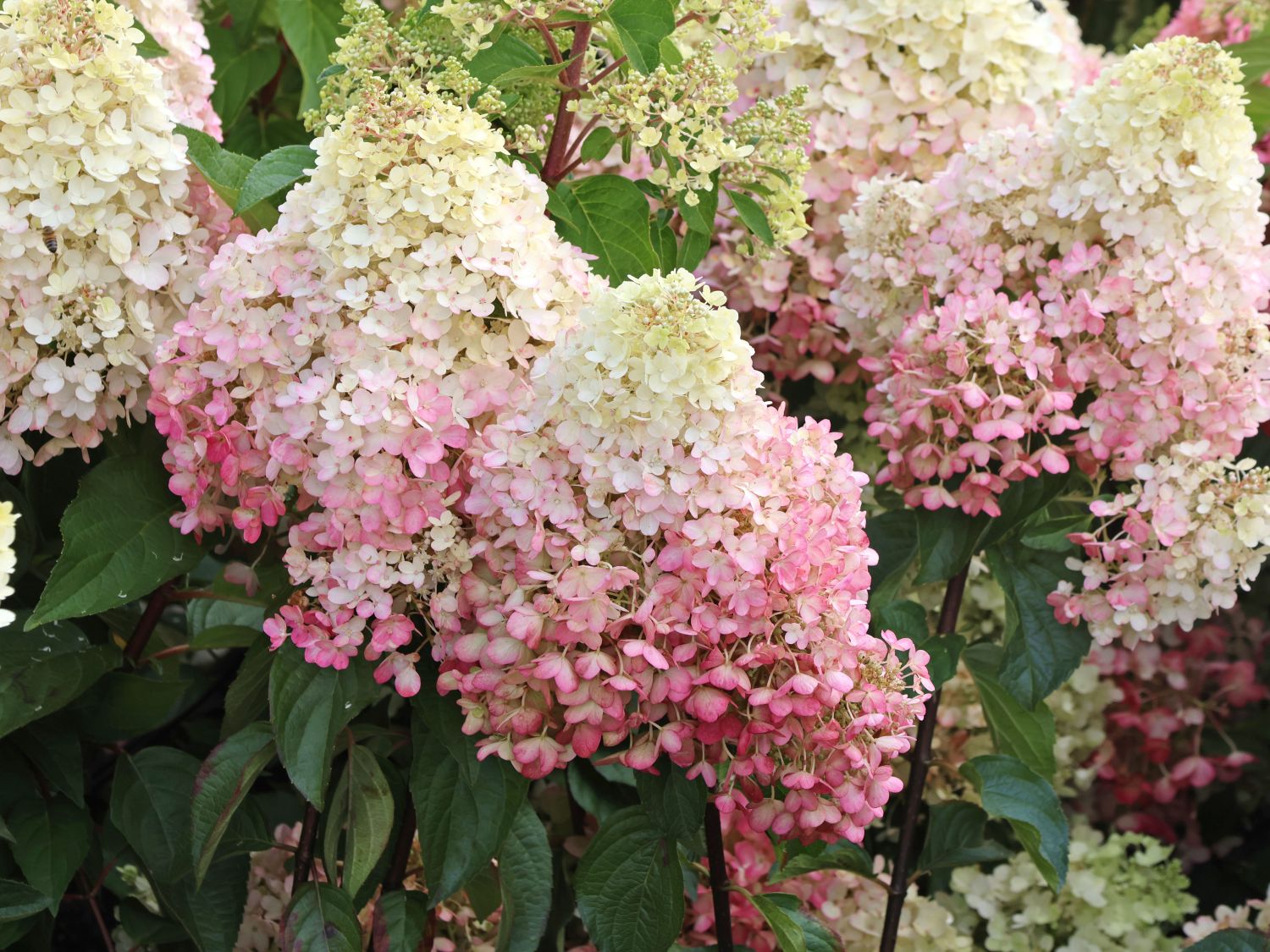 Rispenhortensie 'Living Pinky Promise' ® - Hydrangea paniculata 'Living ...