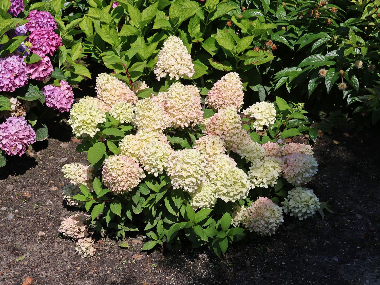 Rispenhortensie 'Living Pinky Promise' ® - Hydrangea paniculata 'Living ...