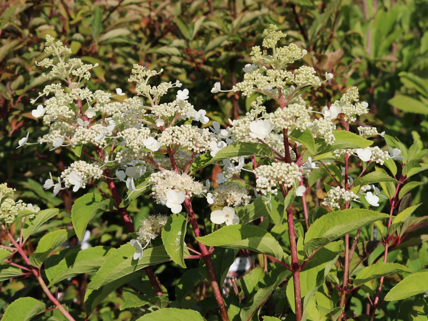 Rispenhortensie 'Magical Himalaya' - Hydrangea paniculata 'Magical ...